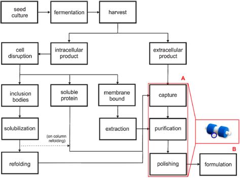 Schematic Diagram Of A Typical Bioprocess A Different Downstream Download Scientific Diagram