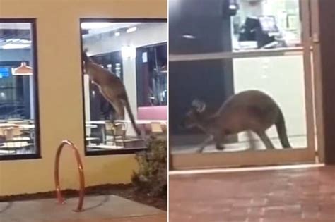 패스트푸드 매장에서 뛰어다니다가 자동 유리문에 꽈당 부딪치고 도주한 캥거루