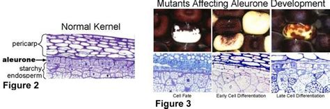 Aleurone Layer Pandora Screenshot Fate Fruit Seeds