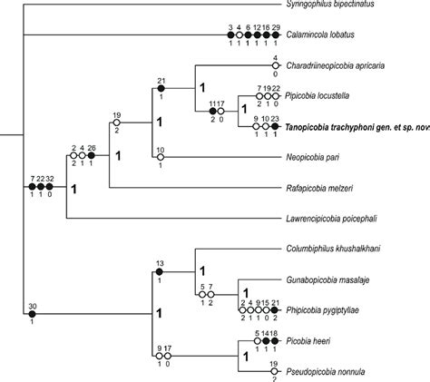 Strict Consensus Of Two Most Parsimonious Trees Found For Unordered And Download Scientific