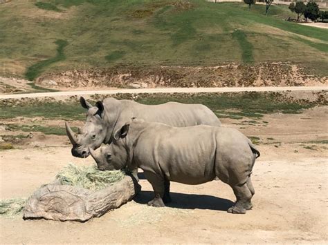 Movie Revisiting Modulated Convolutions For Visual Counting And Beyond