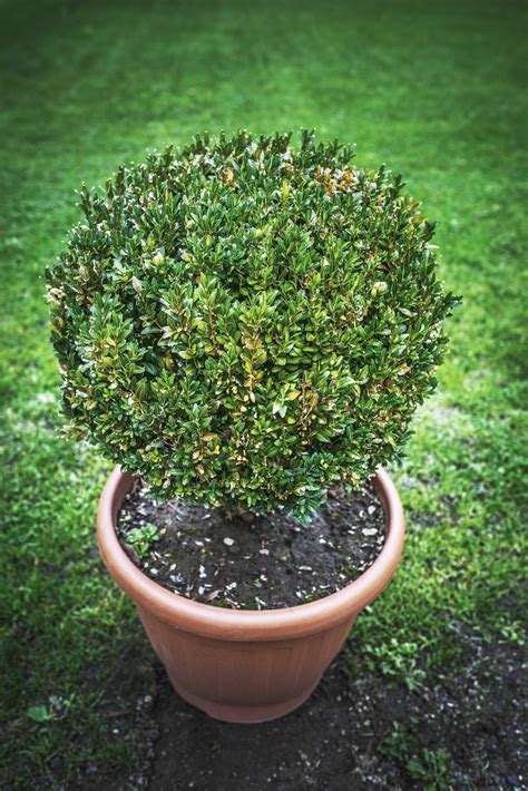 Buxus Microphylla Compacta Buxus Plantenindex Vtwonen