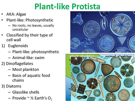 Plant Like Protists Diagram