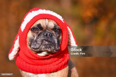 토끼 귀와 니트 빨간 모자를 입고 밖으로 튀어 나와 이빨을 가진 재미있는 프랑스 불독 개 개에 대한 스톡 사진 및 기타 이미지 개 판단 야외 Istock