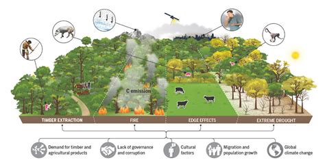 Deforestation Effects On Environment