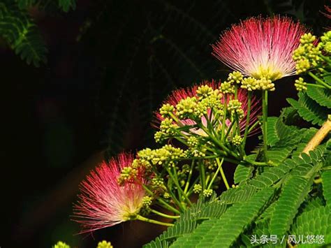 花開正艷合歡 每日頭條