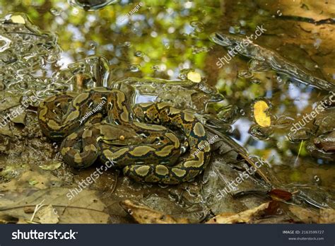 Reticulated Python Malayopython Reticulatus Python Species Stock Photo 2163599727 Shutterstock