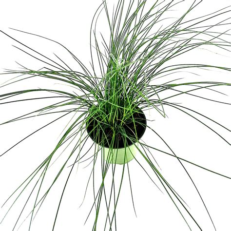 Juncus Effusus Blue Dart Sarahcotta Plants