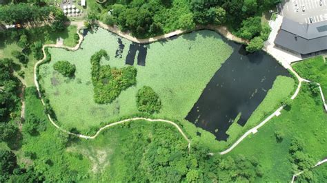生命地域妙高環境会議 発注令和5年 妙高市 いもり池スイレン刈作業委託 施工実績 株式会社小林組