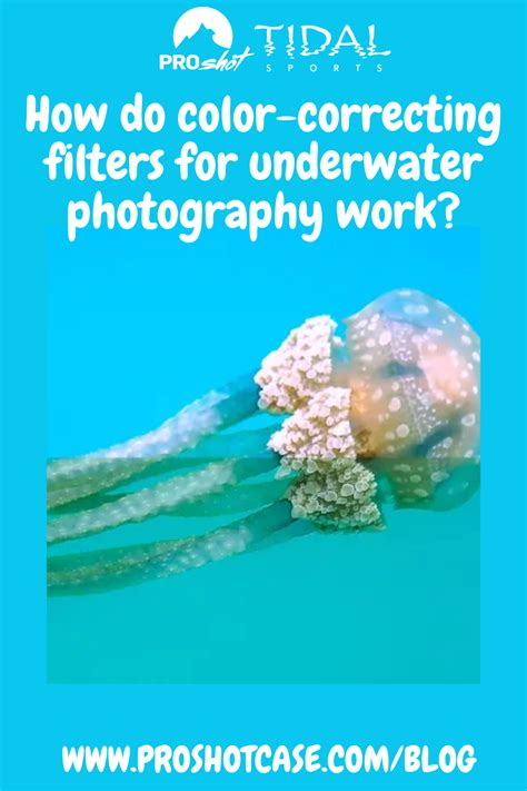 Color Correcting Filters For Underwater Photography Artofit