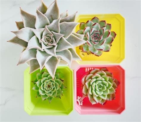 다육이 키우기 분갈이 연화네 다육 농장 네이버 블로그