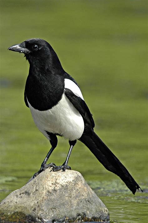 Magpie Wallpapers Wallpaper Cave