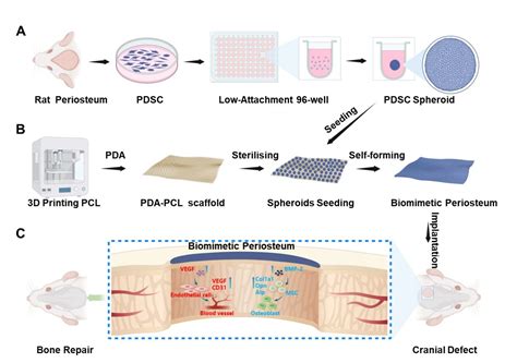 骨缺损、骨关节炎难题有新突破 南方医科大学研究生招生网