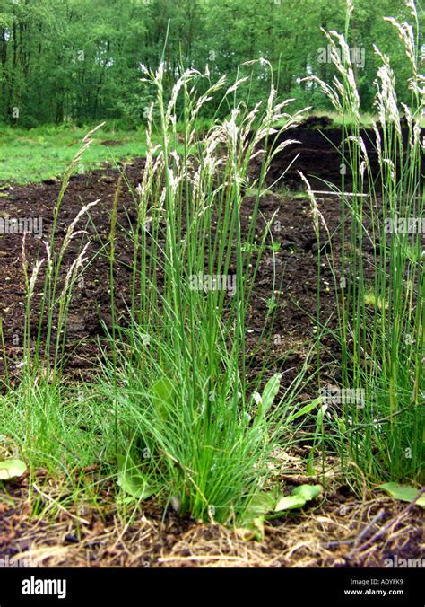 Wavy Hair Grass Crinkled Hairgrass Deschampsia Flexuosa Avenella