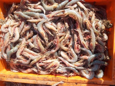 Prawns 40 Kg Packaging Type Box At Rs 260 Kg In Mumbai Id 22299639048