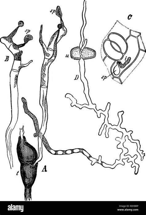 The Essentials Of Botany Botany BOTANY Aecidiospores And Of Tlie Second Uredospores