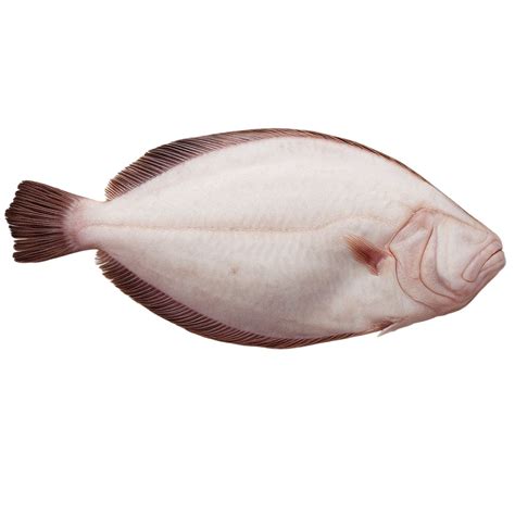 Linguado Inteiro Médio Natural Da Terra