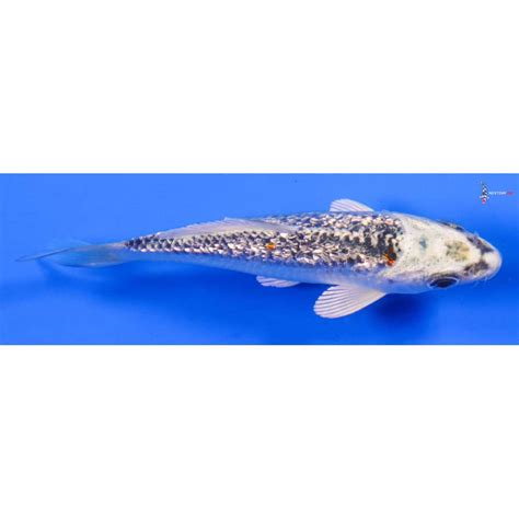 4” Imported Gin Rin Kujaku Next Day Koi