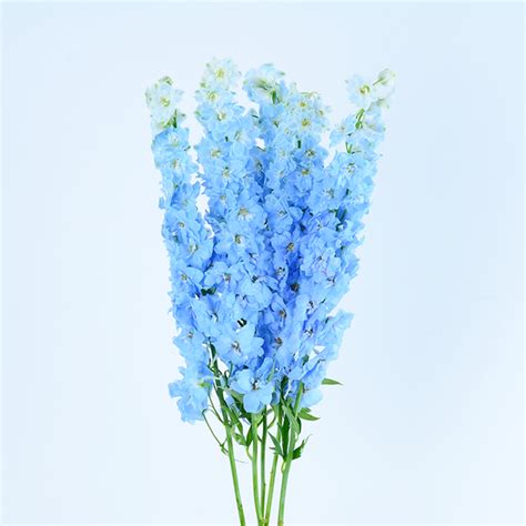 大飞燕花小飞燕花飞燕草花语大山谷图库