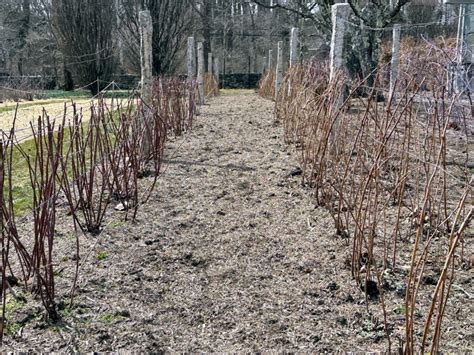 Pruning The Raspberry Bushes The Martha Stewart Blog