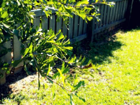 Tree Limbs Limb Taylor Jean Tree Plants Plant Planets