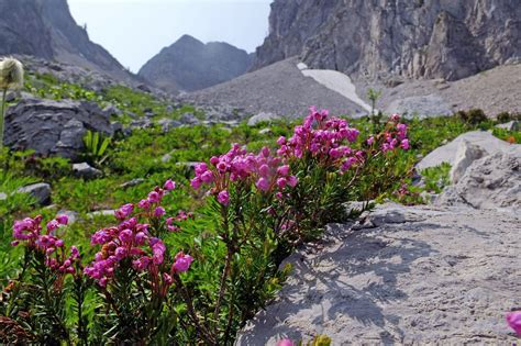 Phyllodoce Empetriformis Ericaceae