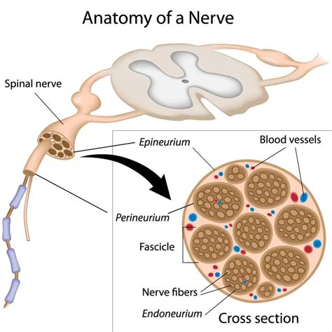 Improve Your Life By Learning About Peripheral Nerves Global Nerve