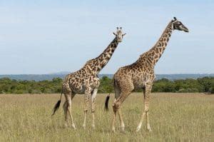 Masai Giraffe Facts Habitat Diet Life Cycle Pictures