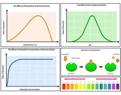 Analyzing Graphics Enzymes Worksheets Library