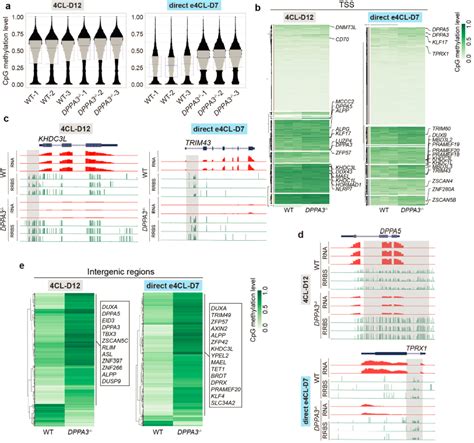 Nature DNA甲基化测序助力人多能干细胞向胚胎全能 细胞的人工诱导 知乎