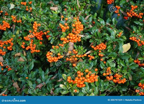 Orange Pyracantha Berries Grow In September Berlin Germany Stock