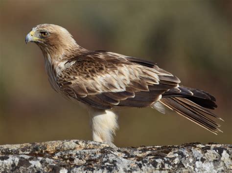 Booted Eagle Ebird