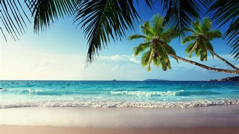 Download Caribbean Beach Palm Trees Wallpaper