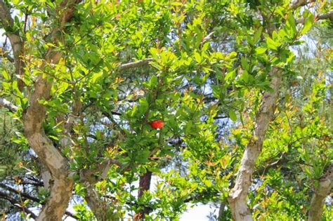 안면도 수목원 석류