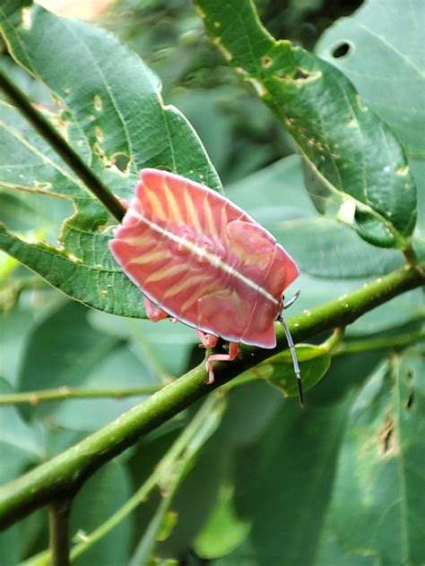 Giant Shield Bug Nymph R Whatsthisbug