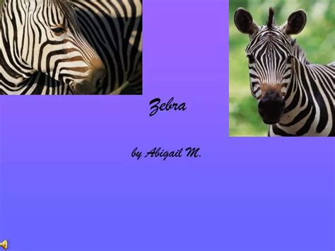 PPT Zebra PowerPoint Presentation Free Download ID 6173517