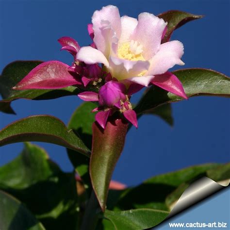 Переския: выращивание в домашних условиях и уход за экзотическим ...