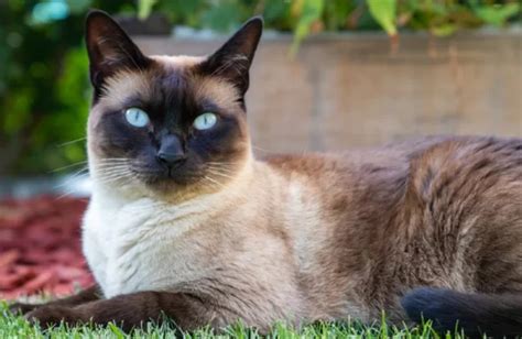 Siamese Ragdoll Cat Ragamese Complete Guide