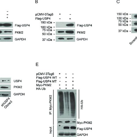 Usp4 Upregulates Pkm2 By Preventing Its Degradation A Immunoblotting