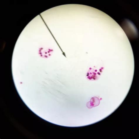 Microscope Vintage Diapositive Carolina Volvox Sexual Stages Avec