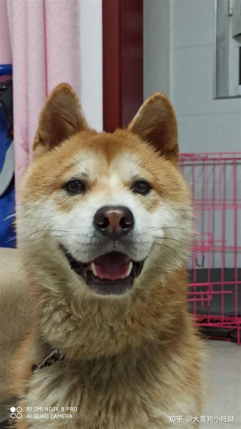 养广西土猎犬的过程与感受 知乎