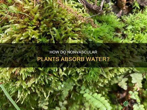 How Do Nonvascular Plants Get The Water They Need
