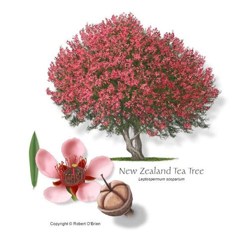 Selectree A Tree Selection Guide Artofit