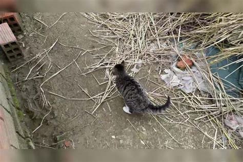 狸花猫天天出门浪，今天终于被大黄狗教训了，乖乖回家求安慰！