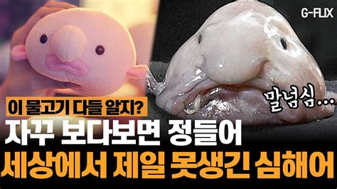 멸종 위기에 처한 심해 생물 블롭피쉬 못생겼다고 미워하지만 말고 지켜주세요 Youtube