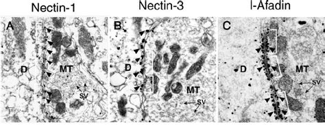 Asymmetric Localization Of Nectin 1 And 3 At The Pre And Postsynaptic Download Scientific