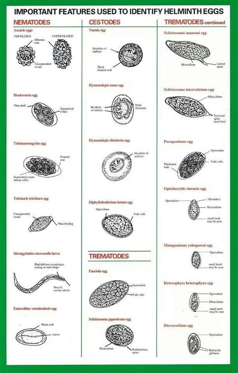 Identify Helminth Eggs Medical Technology Medical Laboratory