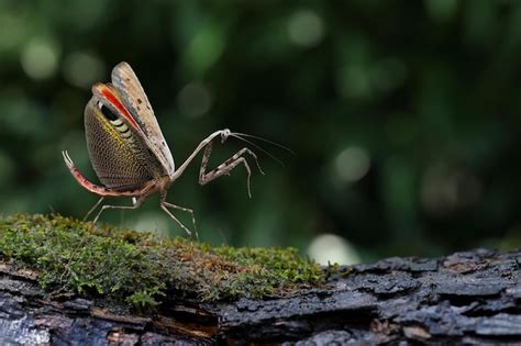 Premium Photo Colorful Grasshopper Pre Copulatory Peacock Mantis
