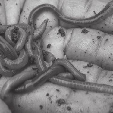 A Coconut Based High Density Multispecies Cropping System With Download Scientific Diagram