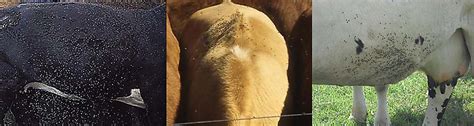 Horn Flies Control On Beef Cattle Ufifas Extension Levy County